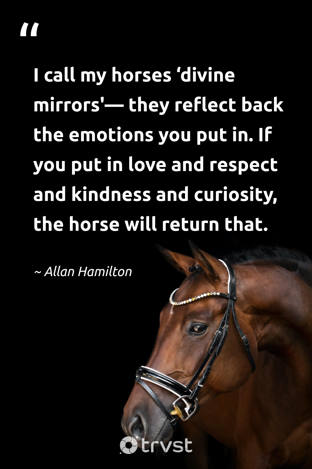 45 Horse Quotes Inspiring Freedom and Companionship (2025)