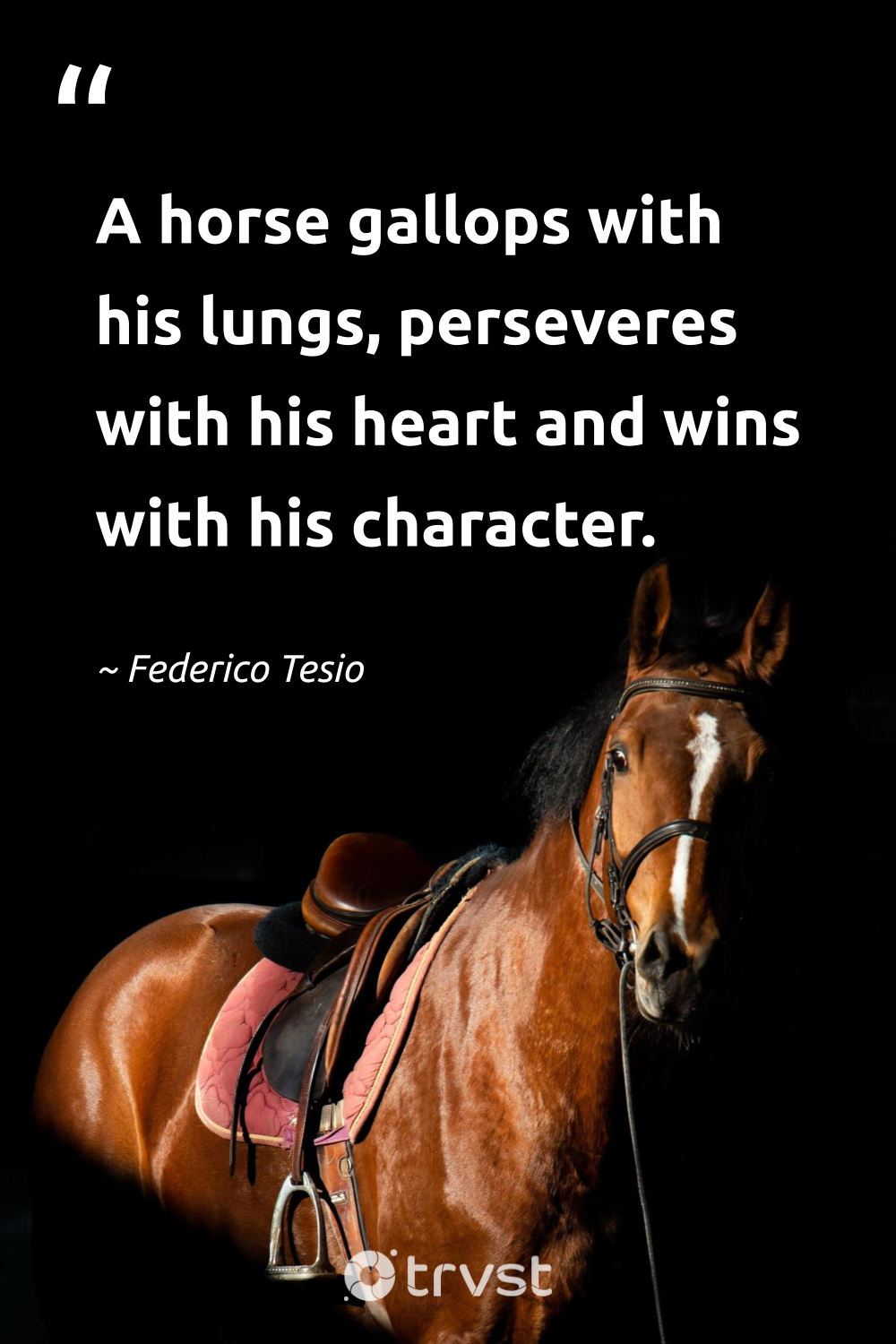 45 Horse Quotes Inspiring Freedom and Companionship (2025)