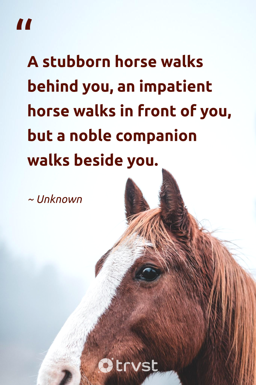 45 Horse Quotes Inspiring Freedom and Companionship (2025)