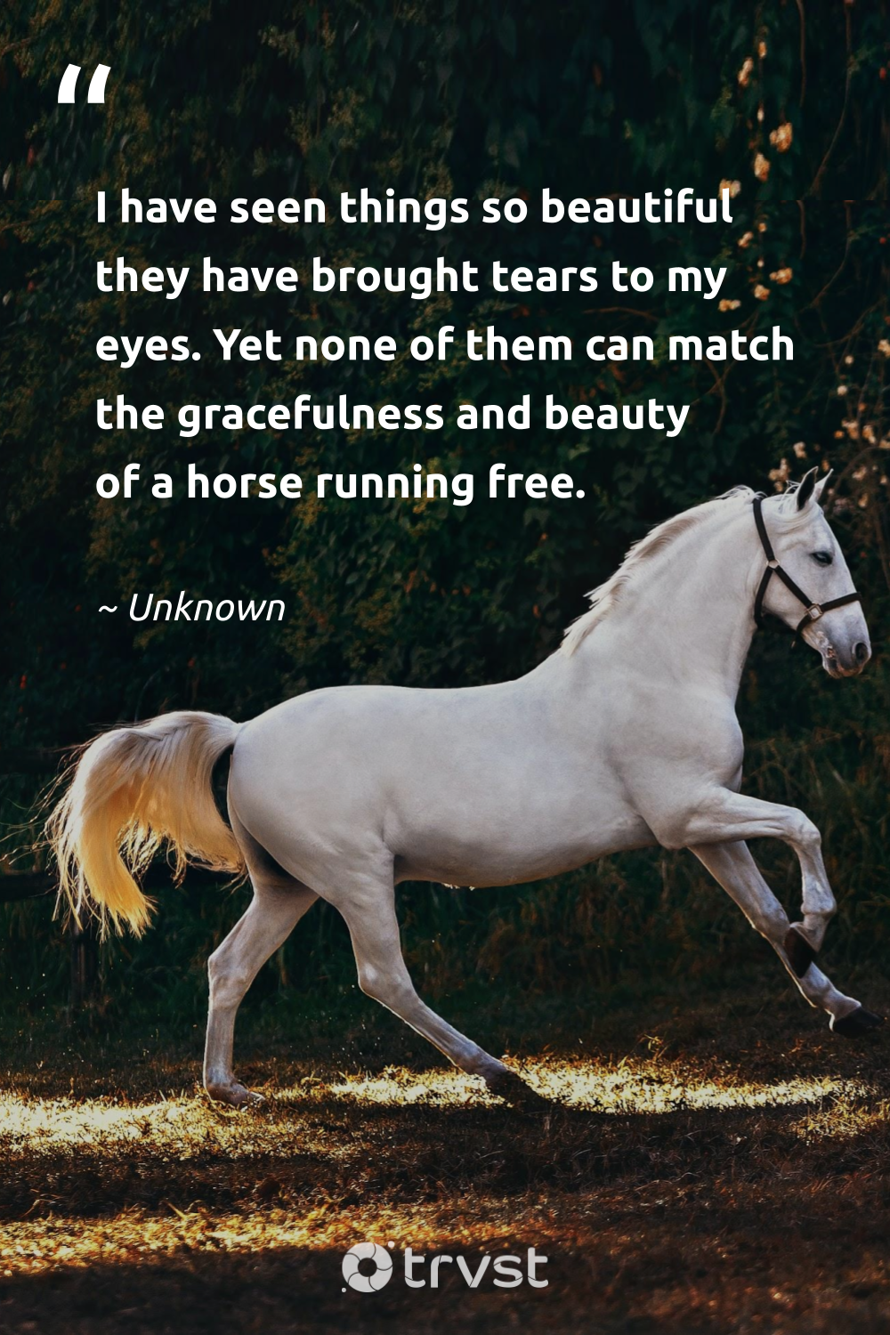 45 Horse Quotes Inspiring Freedom and Companionship (2024)