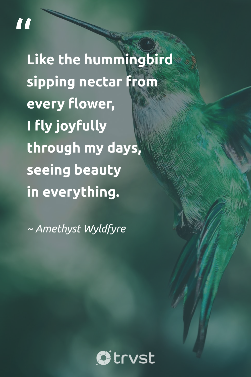 45 Hummingbird Quotes That Bring Joy And Color To Your Life