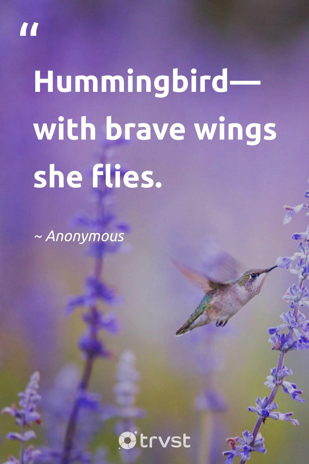45 Hummingbird Quotes That Bring Joy And Color To Your Life