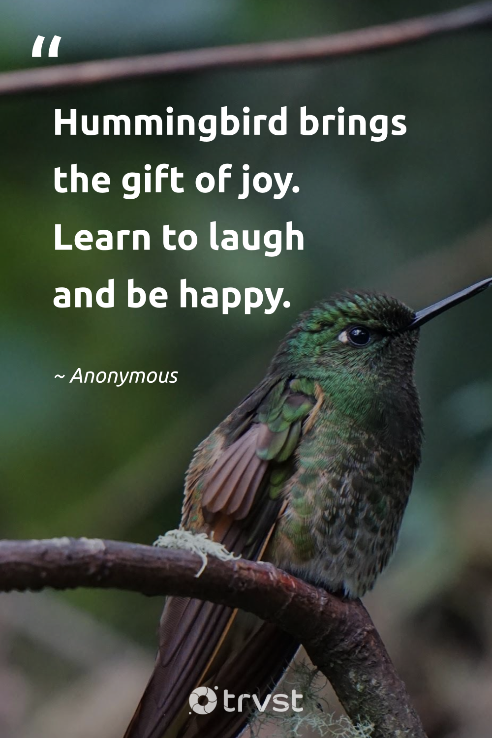 45 Hummingbird Quotes That Bring Joy And Color To Your Life