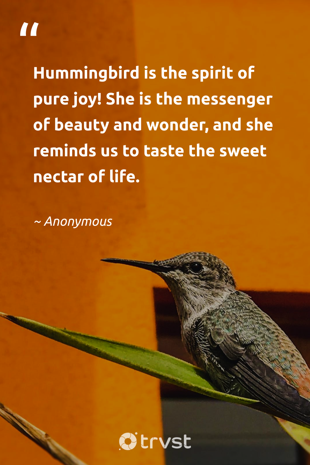 45 Hummingbird Quotes That Bring Joy And Color To Your Life