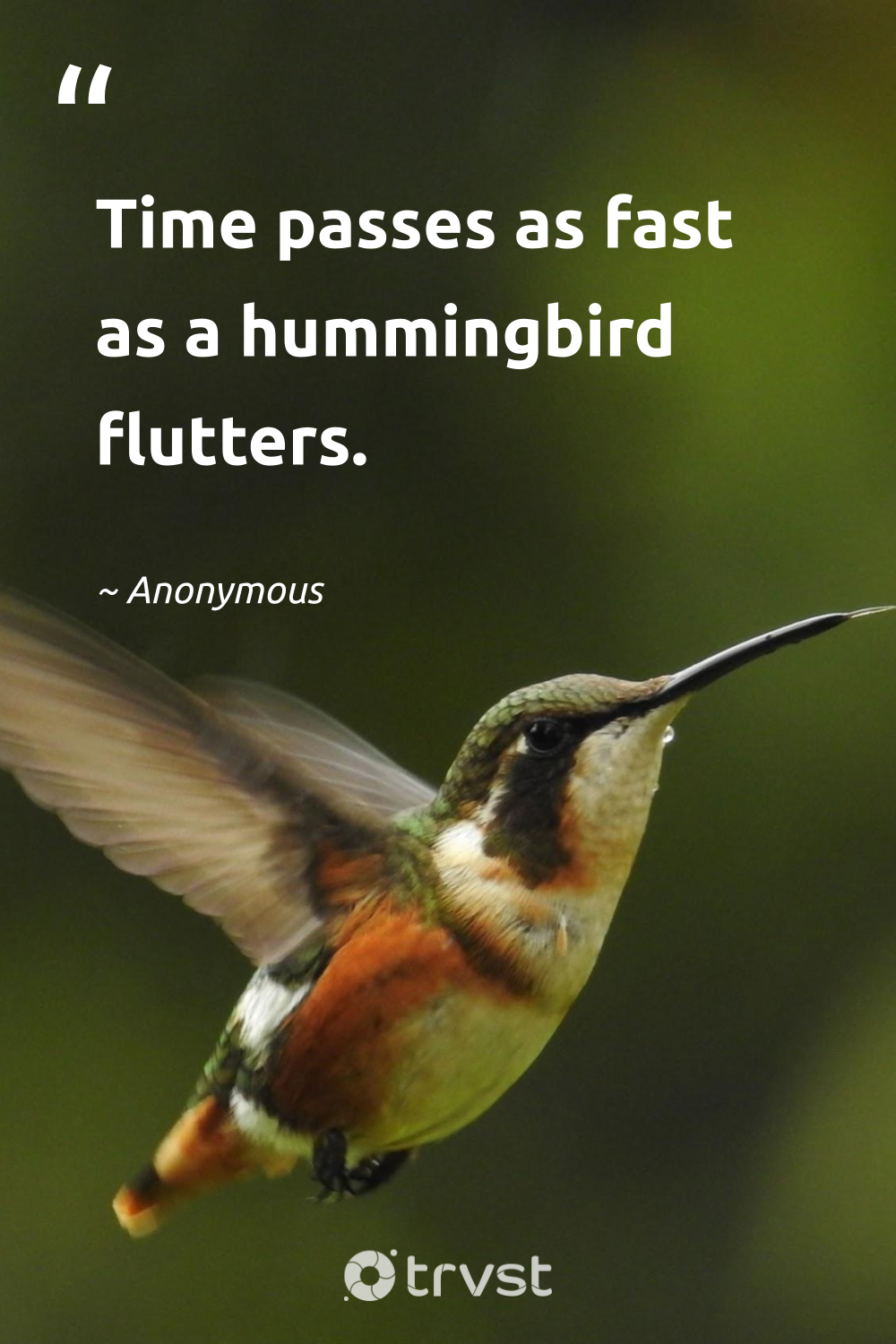 45 Hummingbird Quotes That Bring Joy And Color To Your Life