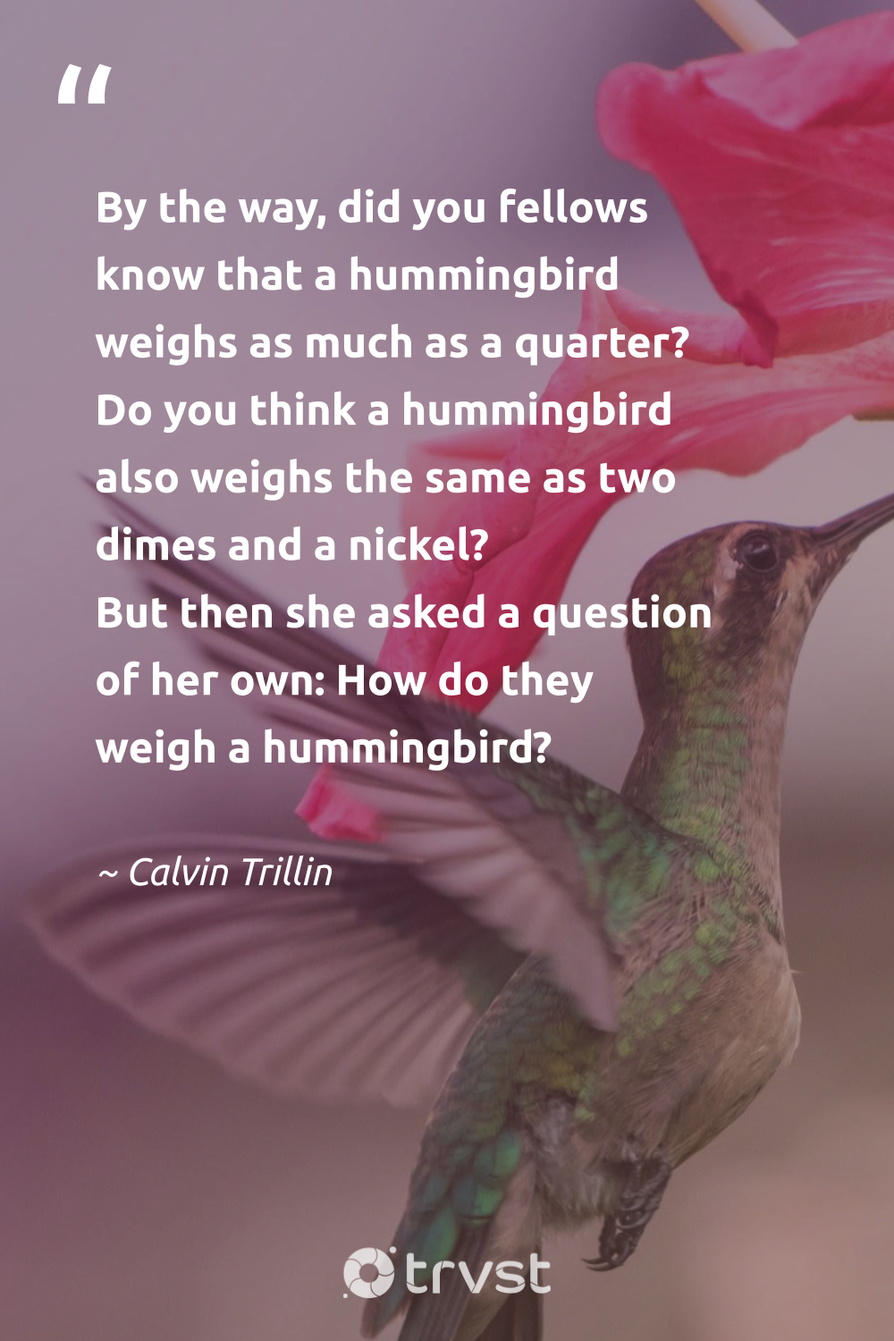 45 Hummingbird Quotes That Bring Joy And Color To Your Life