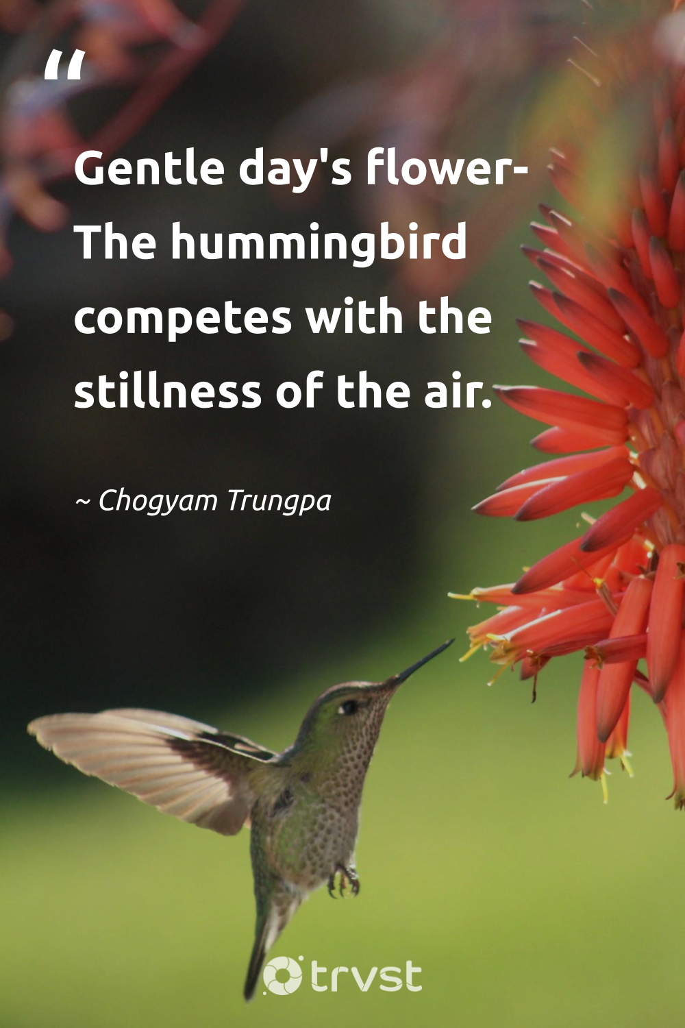 45 Hummingbird Quotes That Bring Joy And Color To Your Life