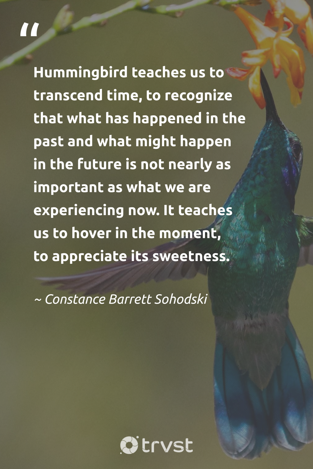 45 Hummingbird Quotes That Bring Joy And Color To Your Life