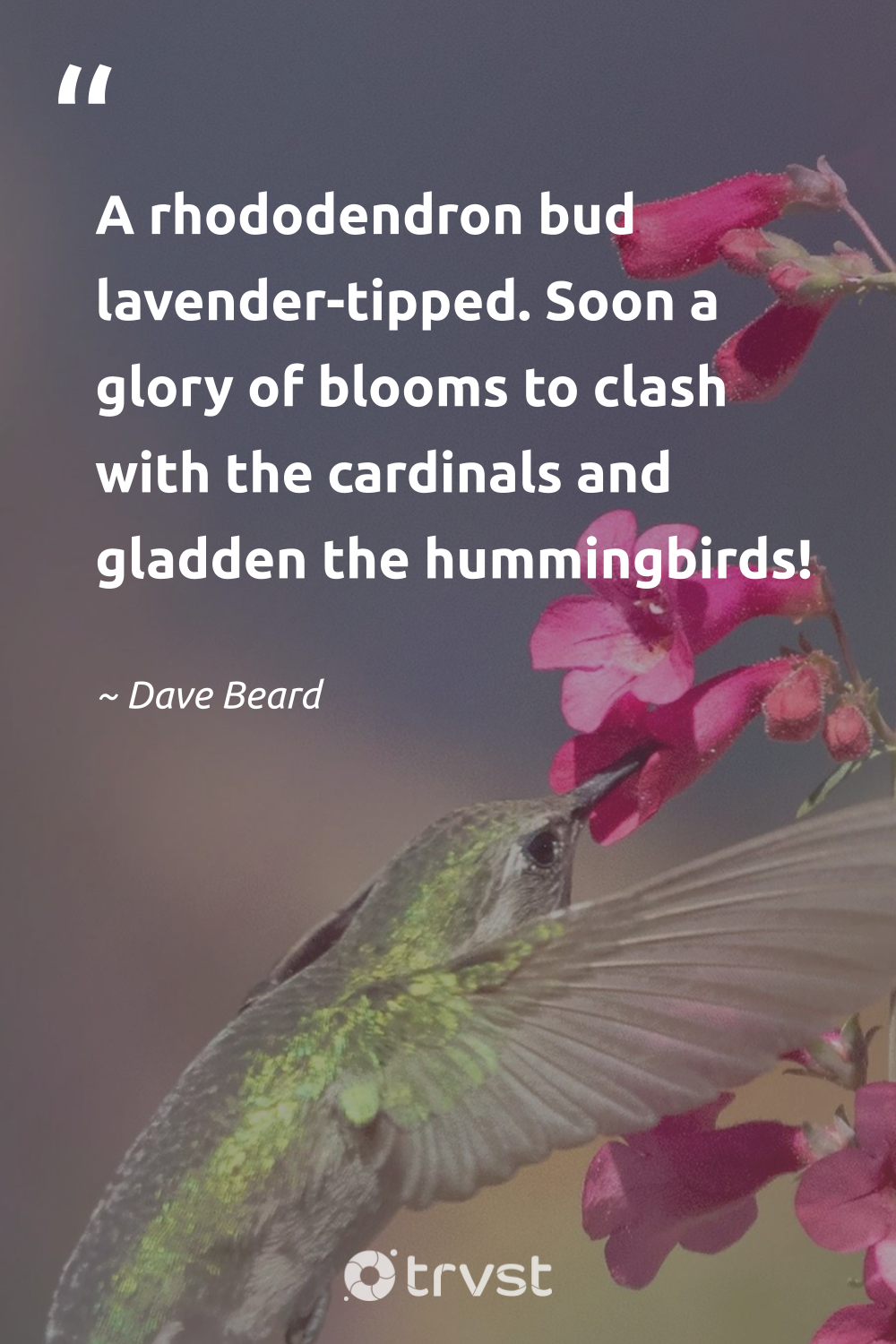45 Hummingbird Quotes That Bring Joy And Color To Your Life