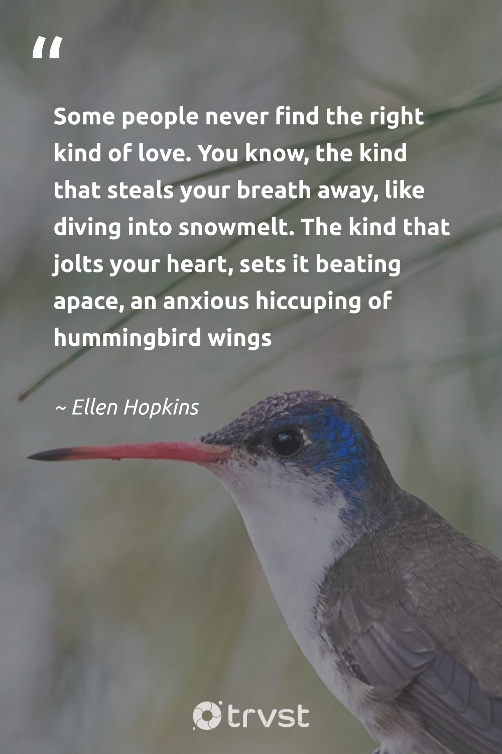 45 Hummingbird Quotes That Bring Joy And Color To Your Life