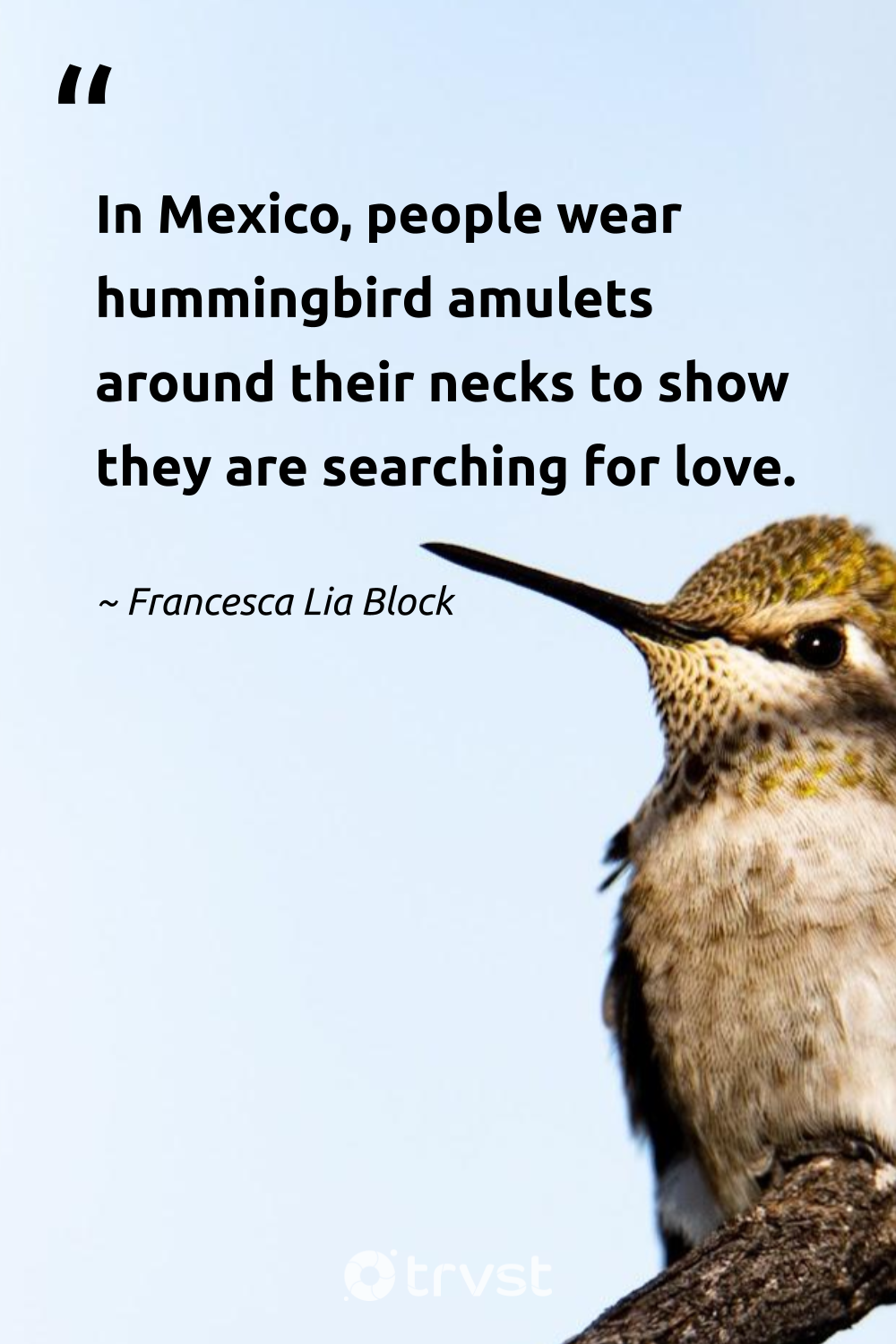 45 Hummingbird Quotes That Bring Joy And Color To Your Life