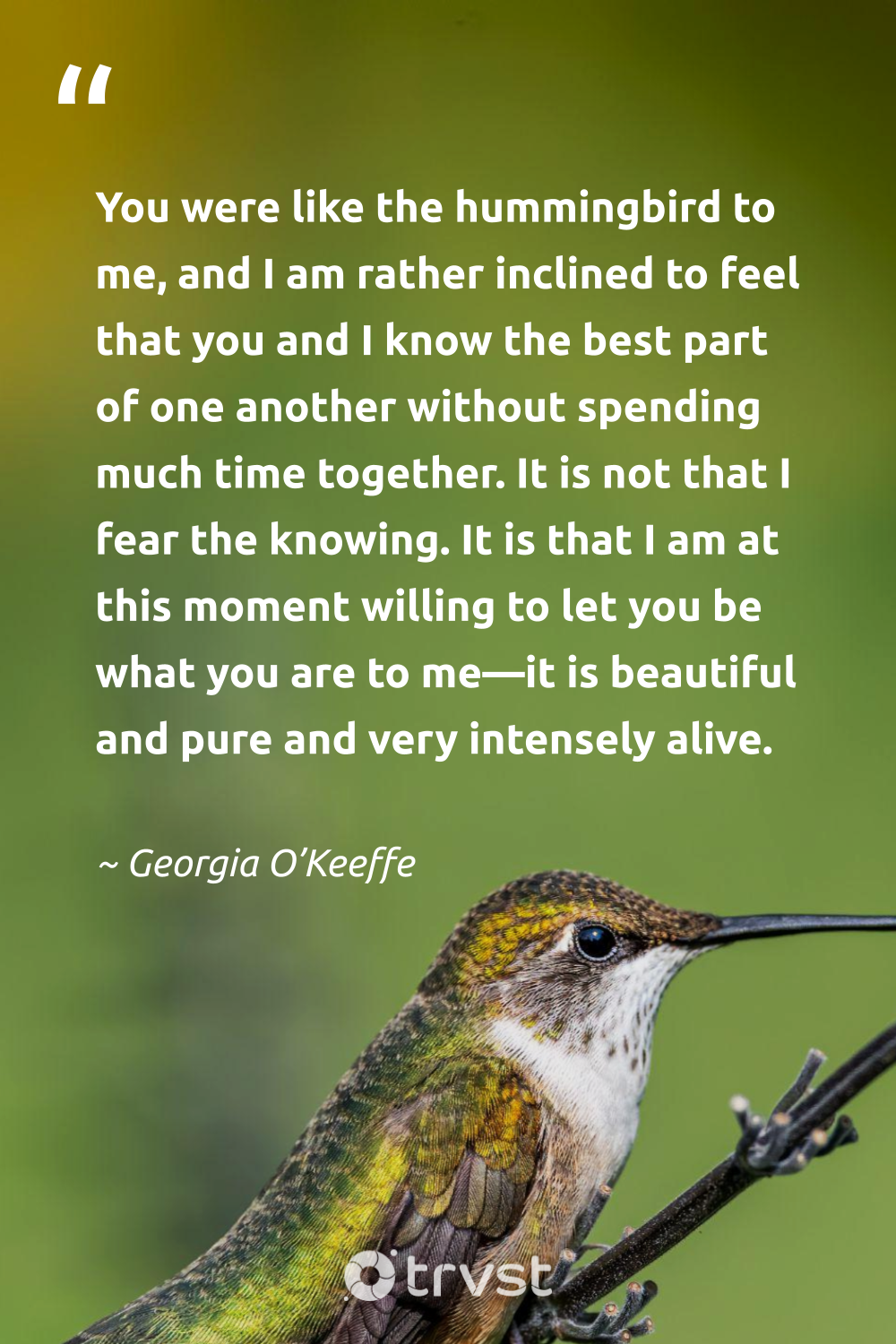 45 Hummingbird Quotes That Bring Joy And Color To Your Life