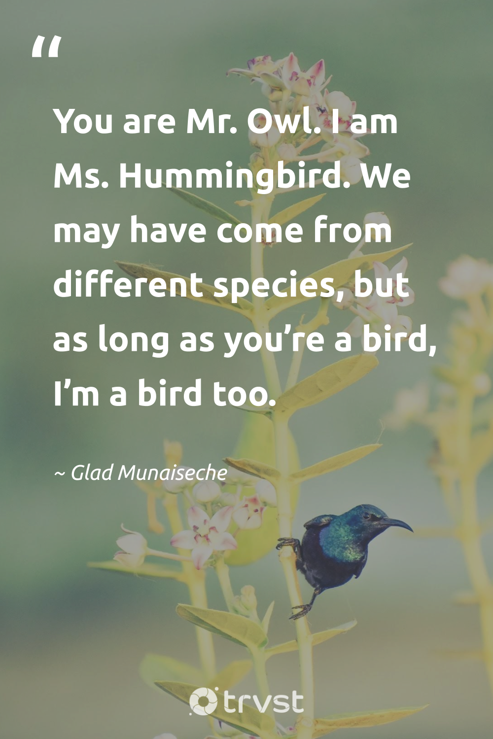 45 Hummingbird Quotes That Bring Joy And Color To Your Life