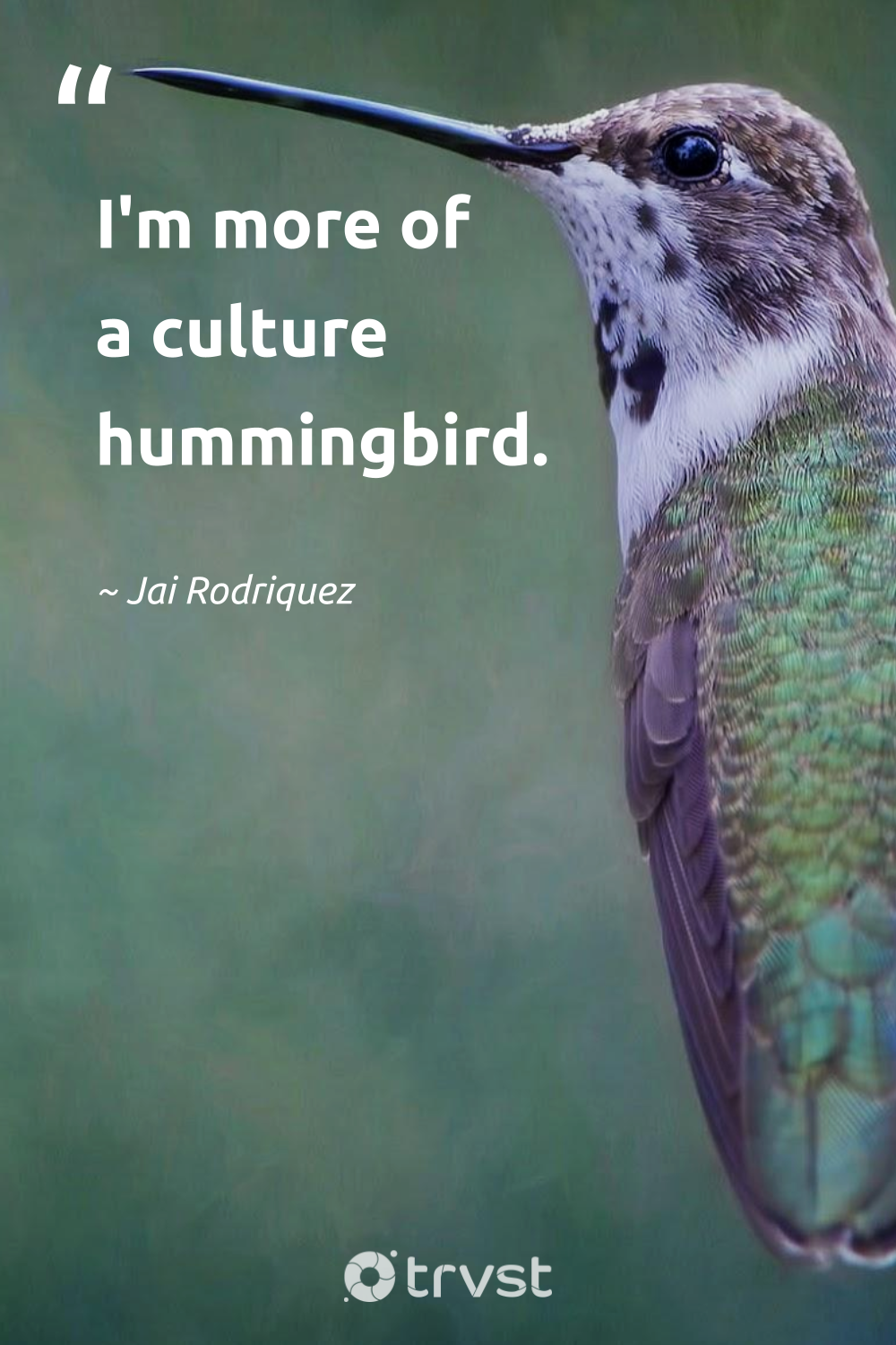45 Hummingbird Quotes That Bring Joy And Color To Your Life