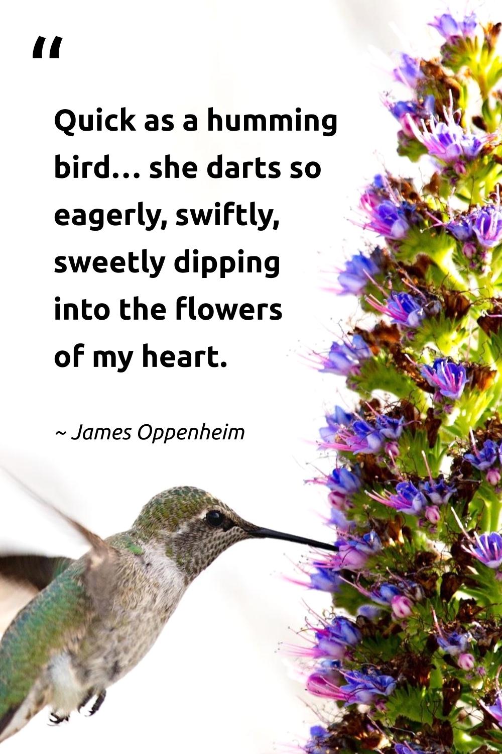 45 Hummingbird Quotes That Bring Joy And Color To Your Life