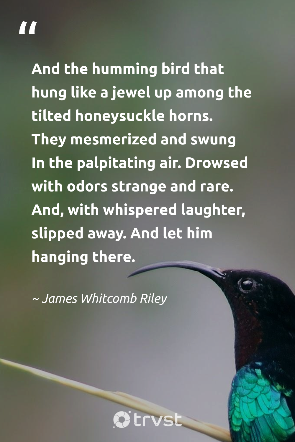 45 Hummingbird Quotes That Bring Joy And Color To Your Life