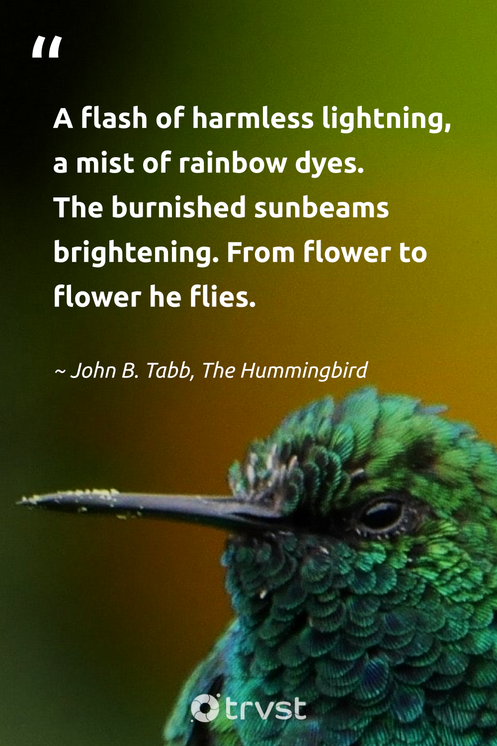 45 Hummingbird Quotes That Bring Joy And Color To Your Life
