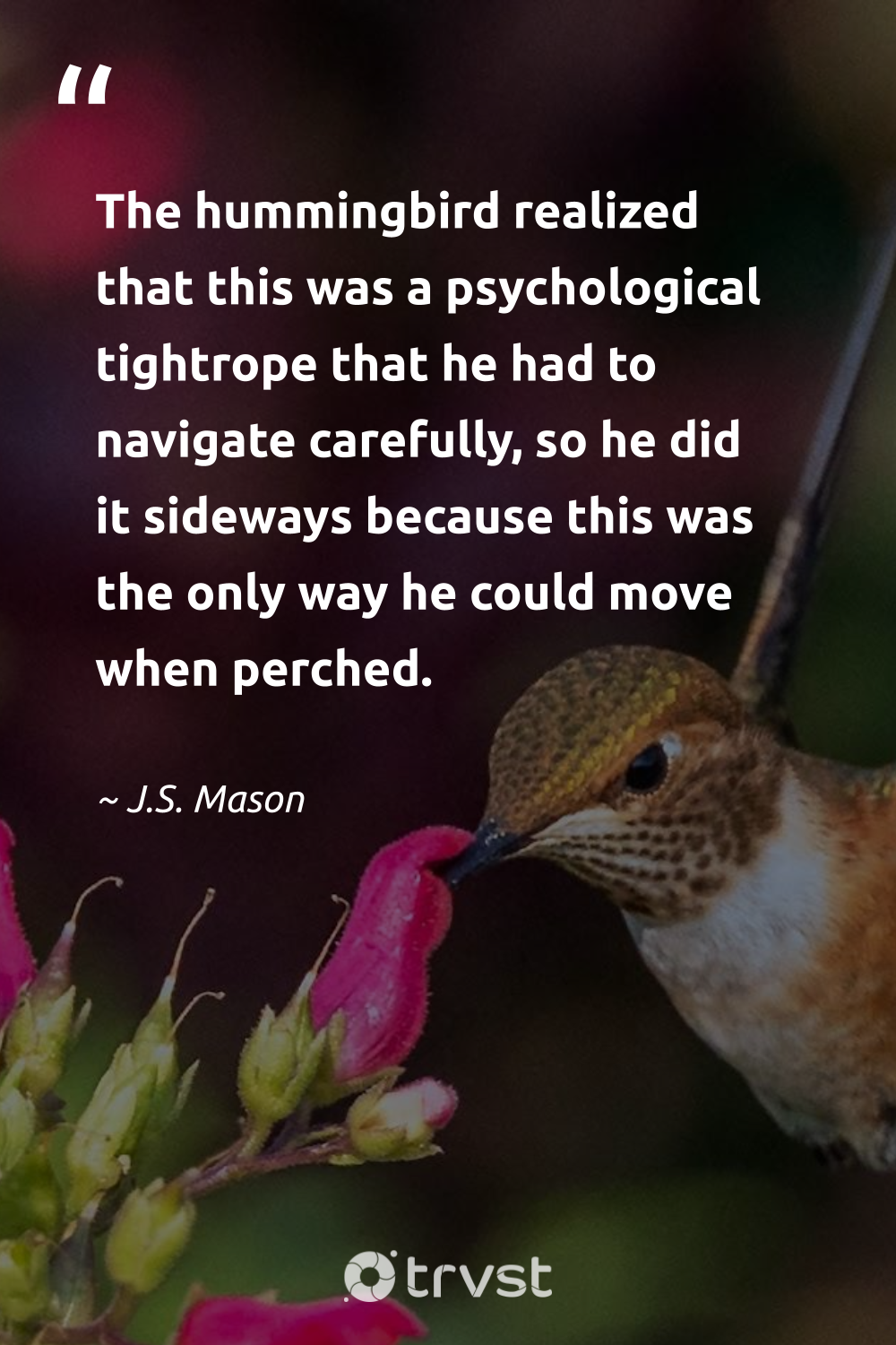 45 Hummingbird Quotes That Bring Joy And Color To Your Life