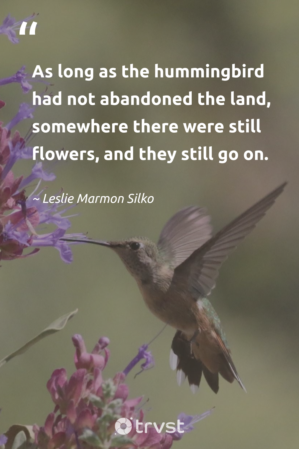 45 Hummingbird Quotes That Bring Joy And Color To Your Life