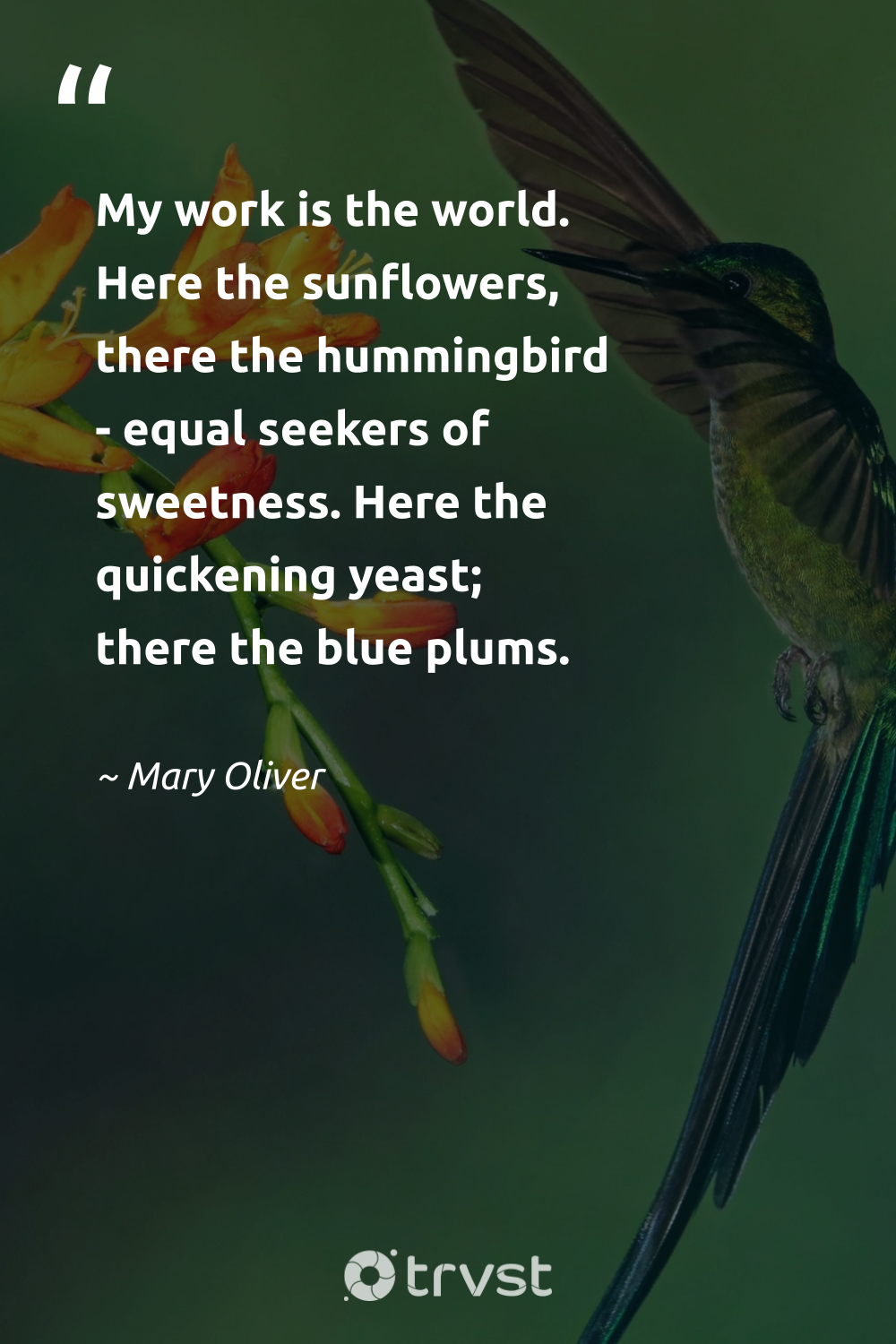 45 Hummingbird Quotes That Bring Joy And Color To Your Life