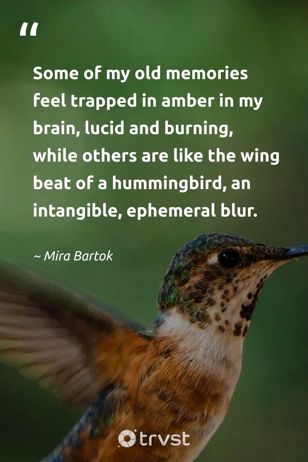 45 Hummingbird Quotes That Bring Joy And Color To Your Life