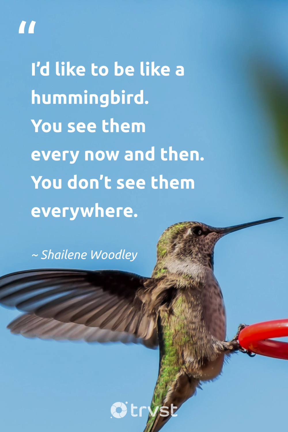 45 Hummingbird Quotes That Bring Joy And Color To Your Life