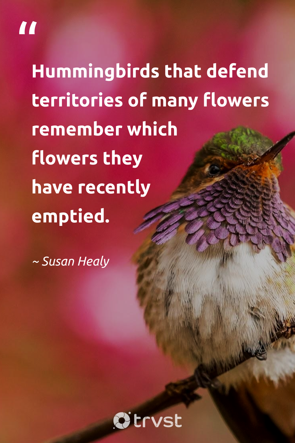45 Hummingbird Quotes That Bring Joy And Color To Your Life
