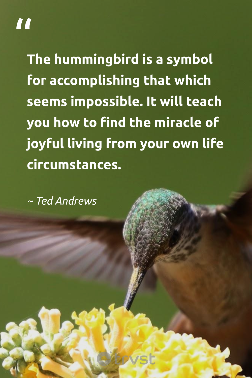 45 Hummingbird Quotes That Bring Joy And Color To Your Life