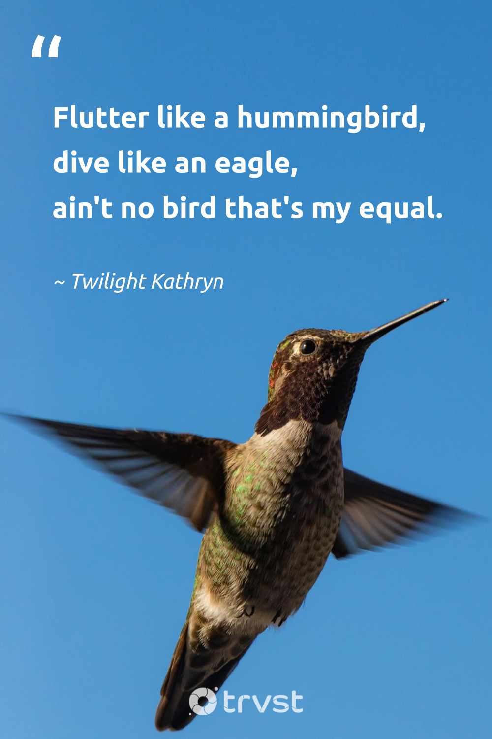 45 Hummingbird Quotes That Bring Joy And Color To Your Life