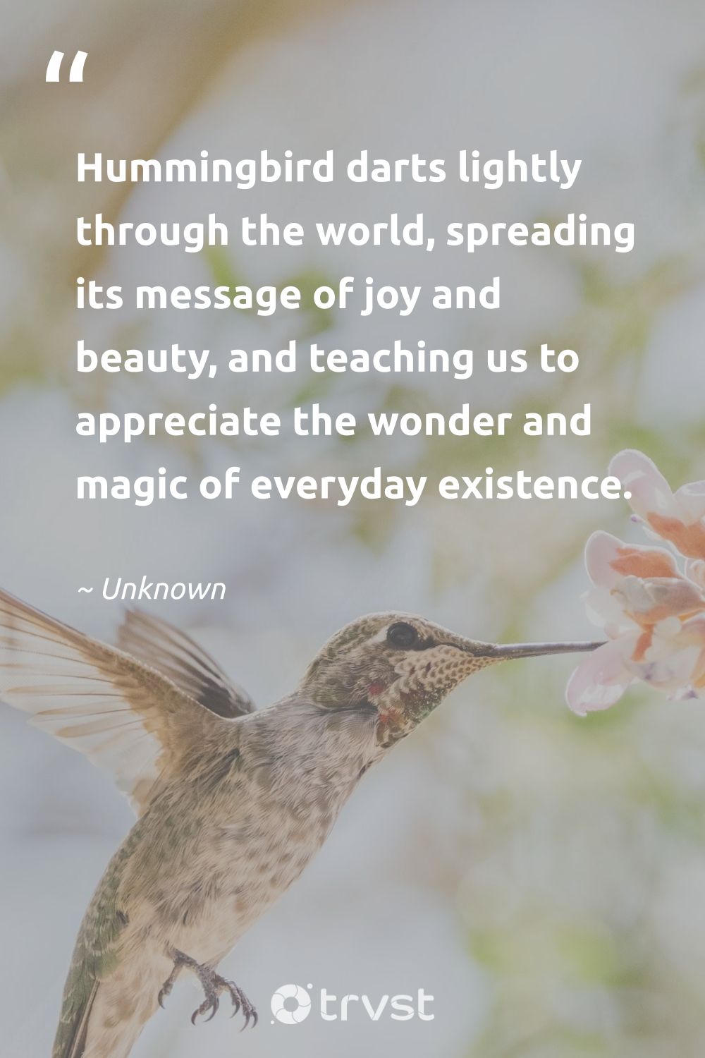 45 Hummingbird Quotes That Bring Joy And Color To Your Life