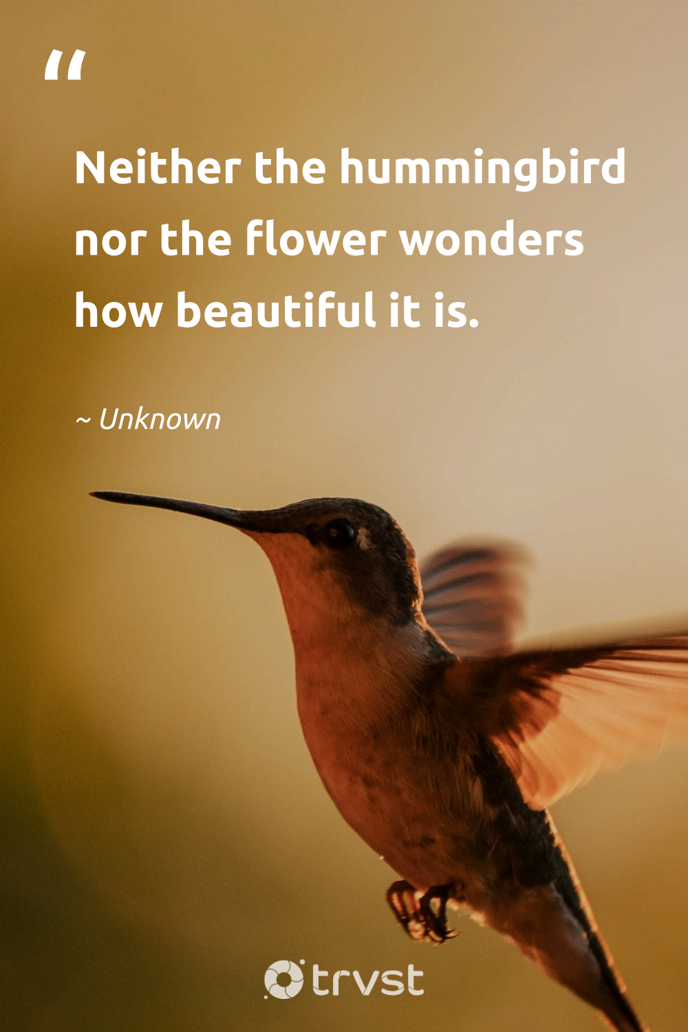 45 Hummingbird Quotes That Bring Joy And Color To Your Life