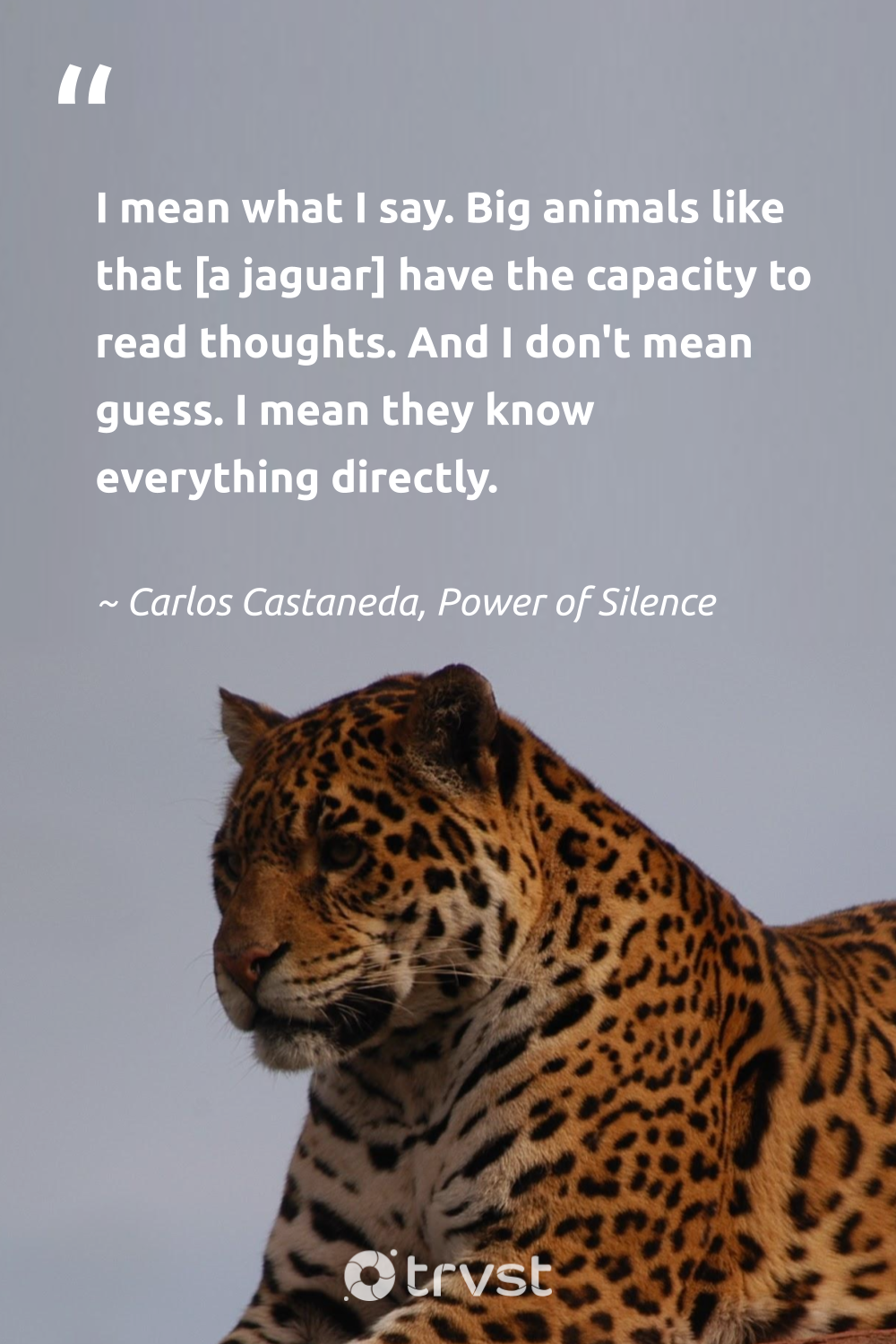 16 Jaguar Quotes to Boost Courage and Confidence