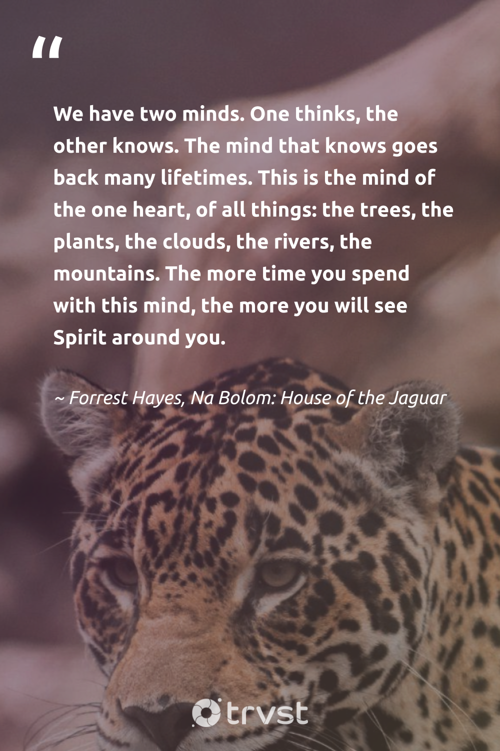 16 Jaguar Quotes to Boost Courage and Confidence