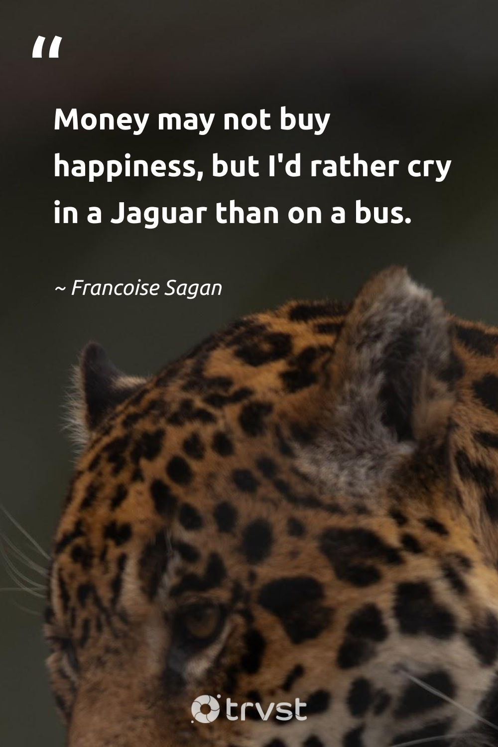 16 Jaguar Quotes to Boost Courage and Confidence