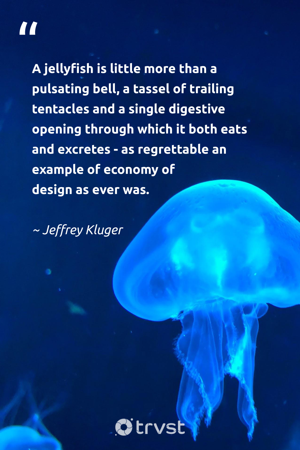 28 Jellyfish Quotes to Promote Simplicity and Survival (2025)