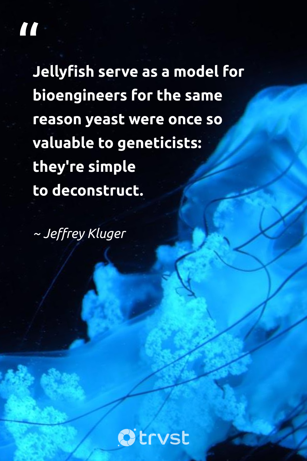 28 Jellyfish Quotes to Promote Simplicity and Survival (2025)