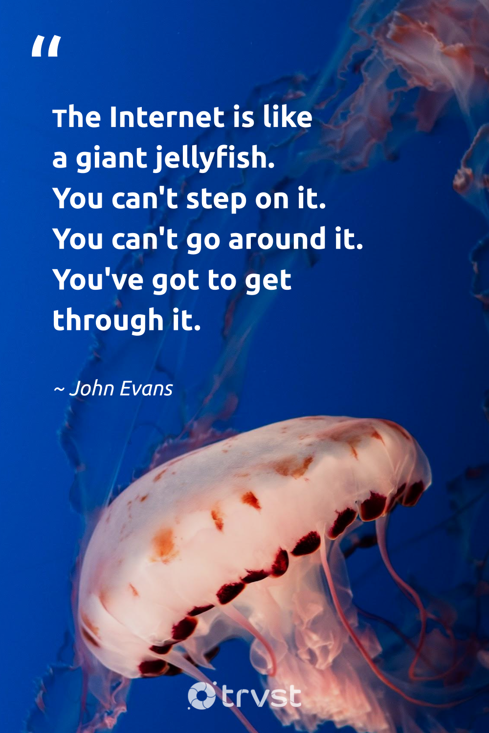 28 Jellyfish Quotes to Promote Simplicity and Survival (2025)