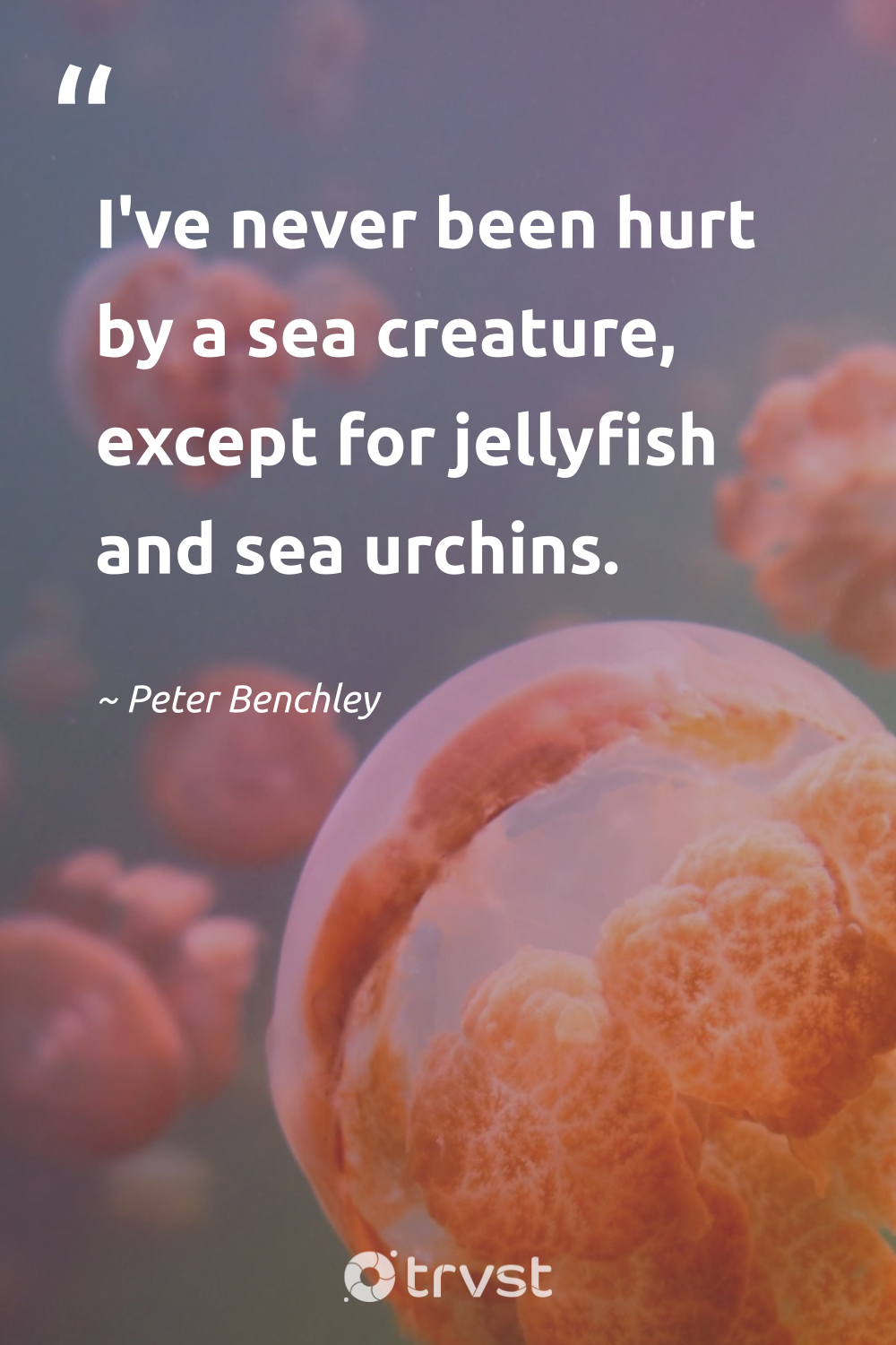 28 Jellyfish Quotes to Promote Simplicity and Survival (2025)