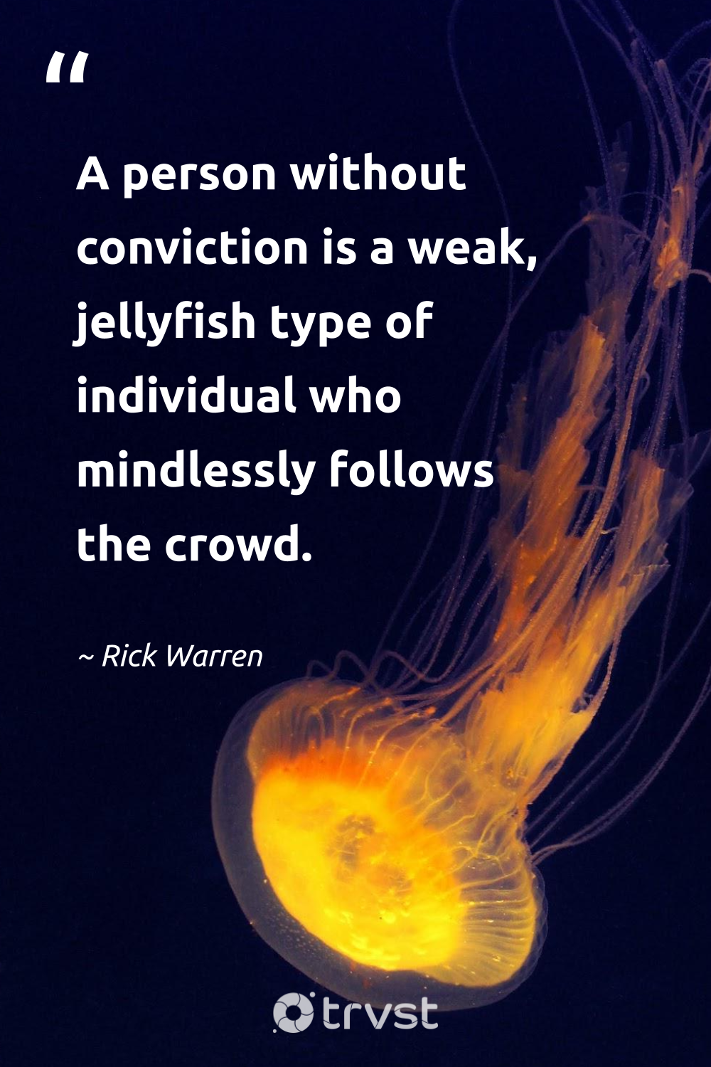 28 Jellyfish Quotes to Promote Simplicity and Survival (2025)