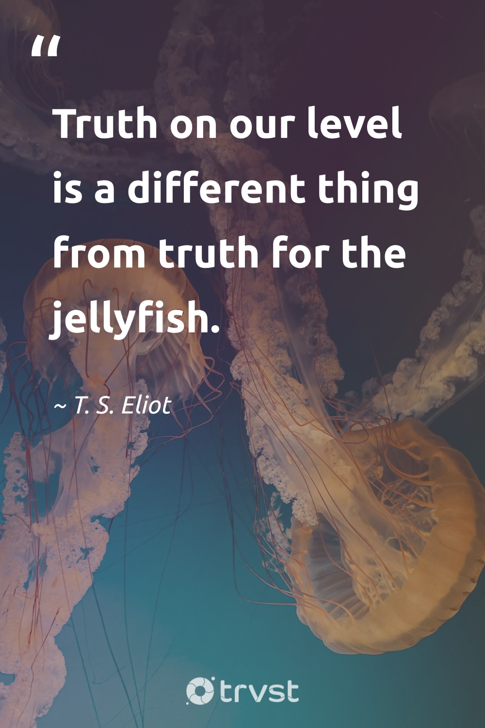 28 Jellyfish Quotes to Promote Simplicity and Survival (2025)