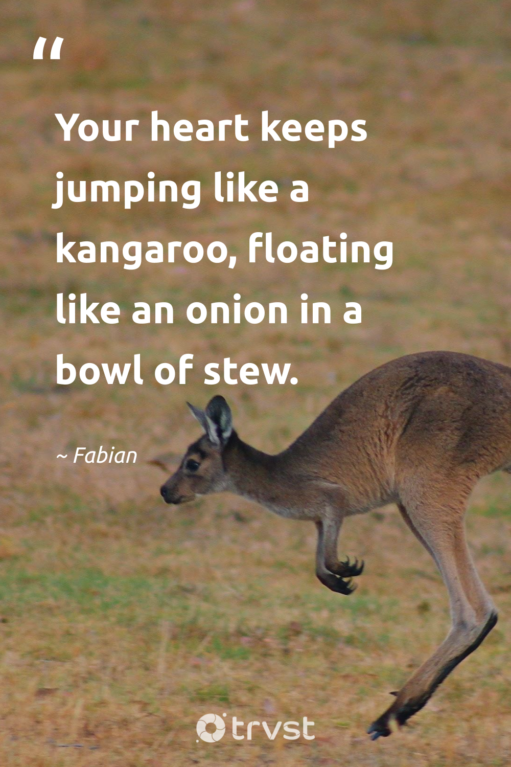 10 Kangaroo Quotes About The Memorable Marsupials