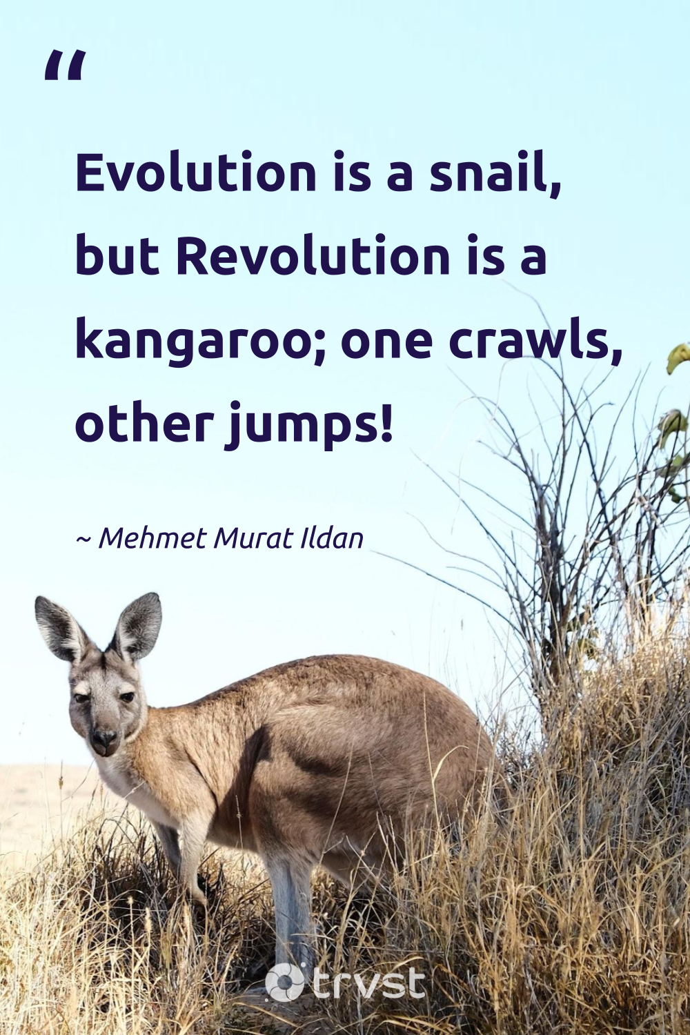 10 Kangaroo Quotes About The Memorable Marsupials