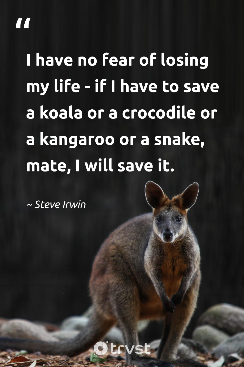 10 Kangaroo Quotes About The Memorable Marsupials