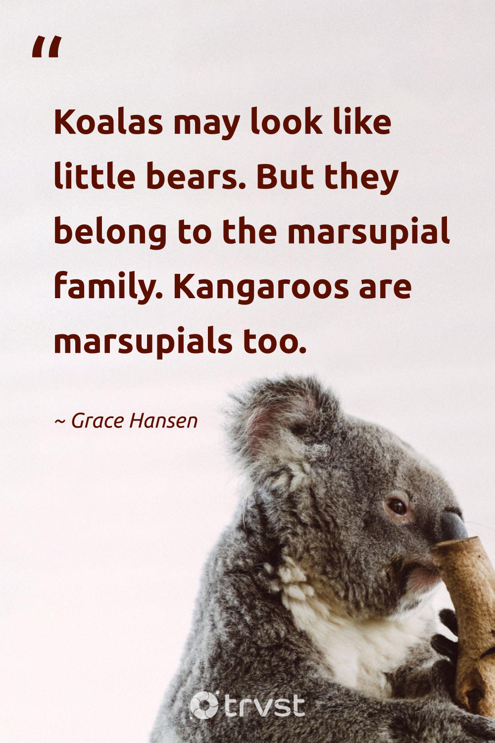 15 Koala Quotes About The Sleepy Marsupials