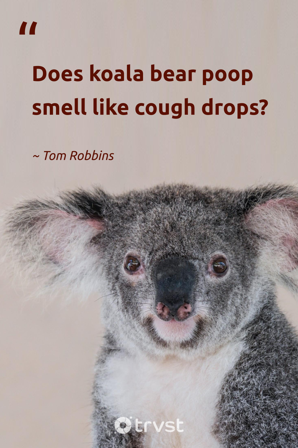 15 Koala Quotes About The Sleepy Marsupials