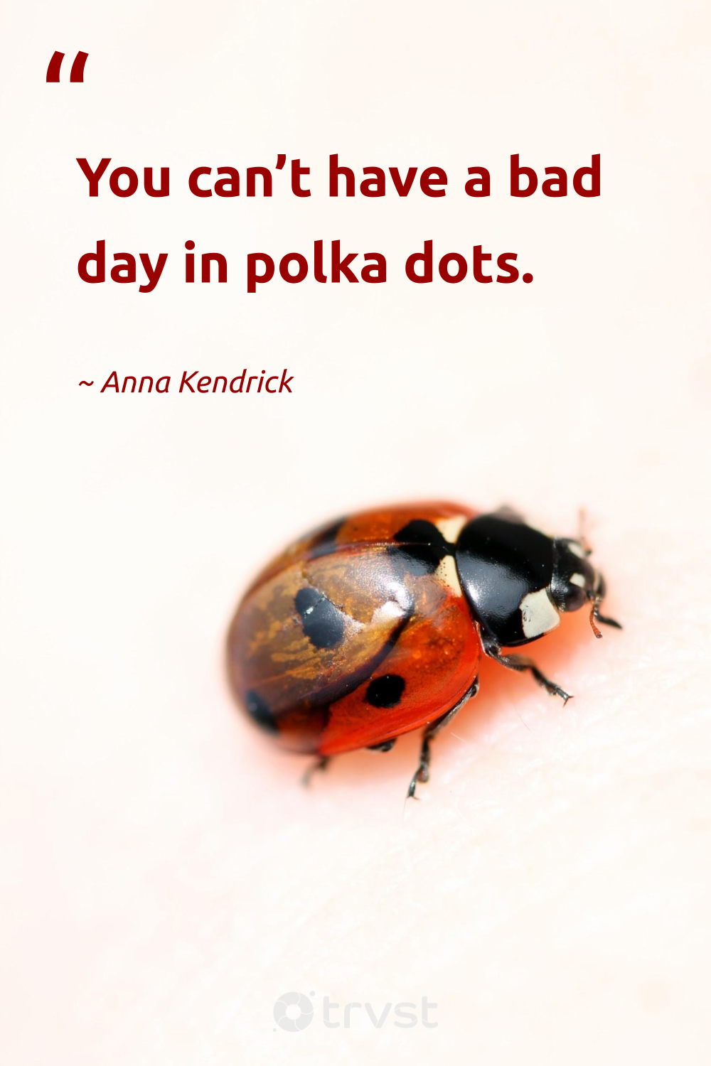 25 Ladybug Quotes Admiring the Tiny Miraculous Beetles (2024)
