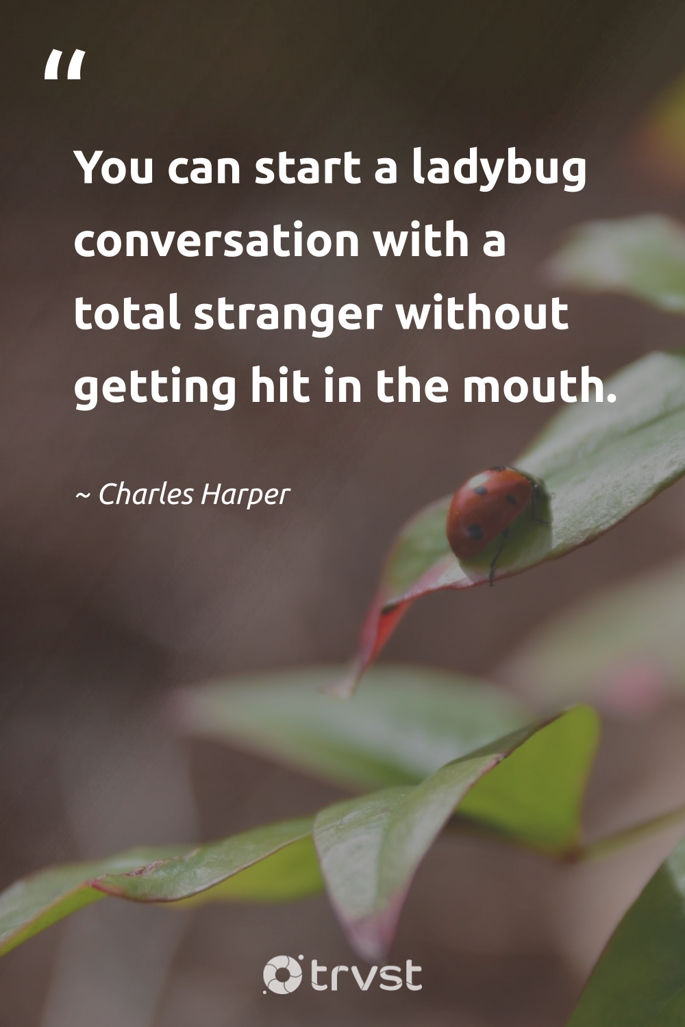 25 Ladybug Quotes Admiring the Tiny Miraculous Beetles (2024)