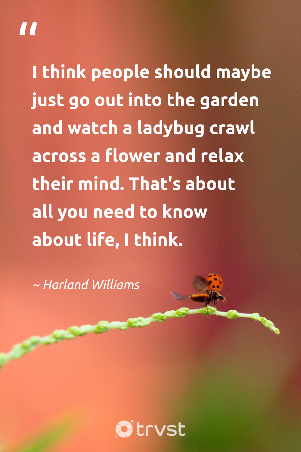 25 Ladybug Quotes Admiring the Tiny Miraculous Beetles (2024)
