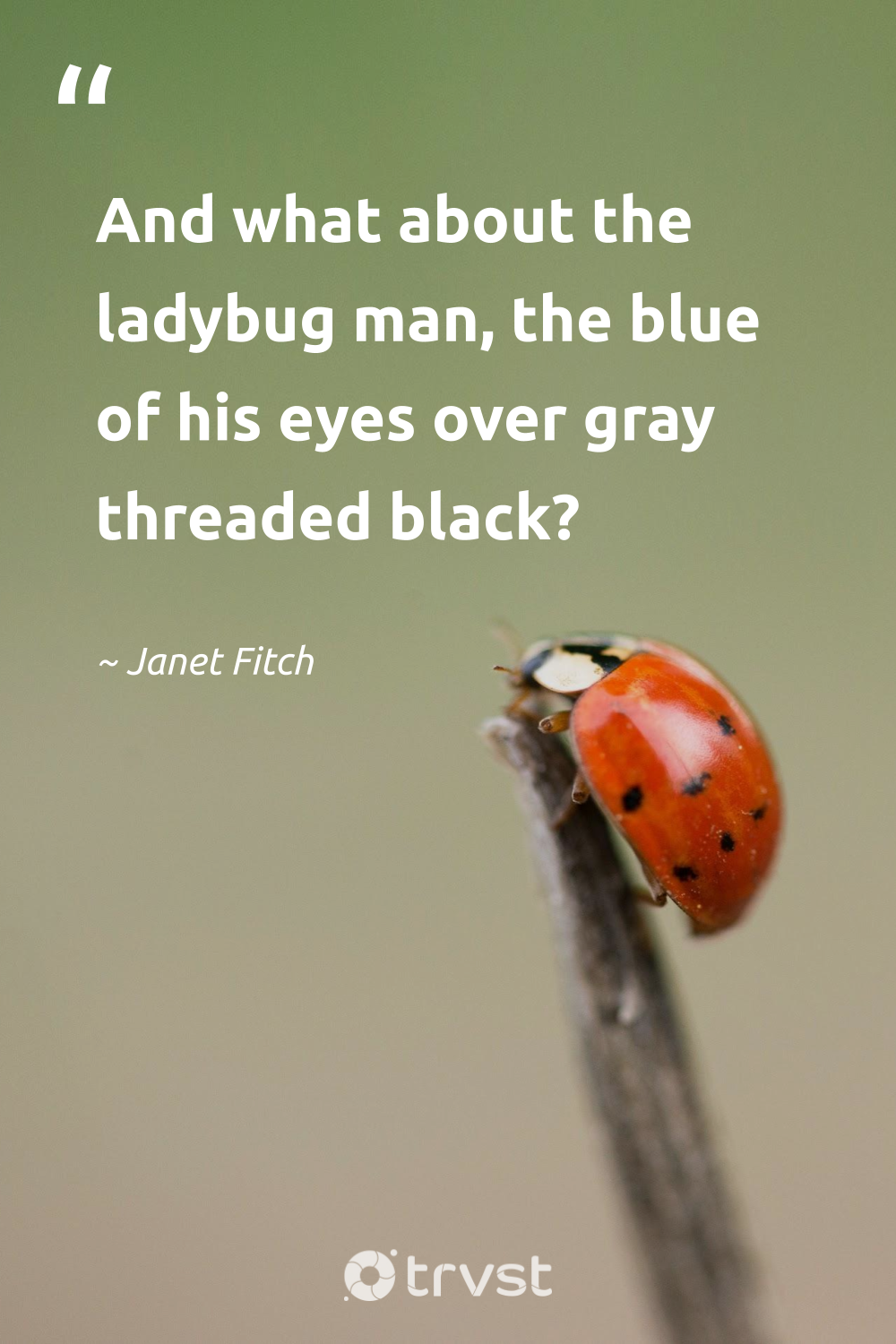 25 Ladybug Quotes Admiring the Tiny Miraculous Beetles (2024)