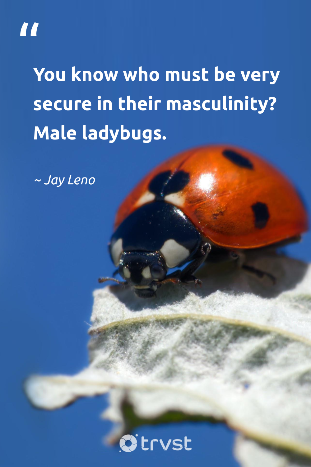 25 Ladybug Quotes Admiring the Tiny Miraculous Beetles (2024)